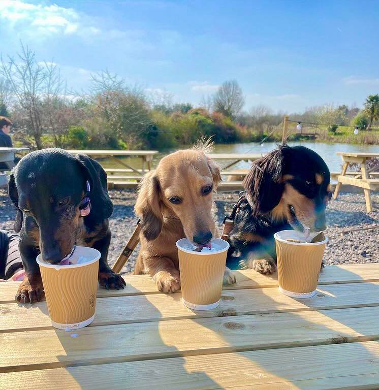 Dog Friendly Cafe | Partridge Lakes Cafe | Culcheth